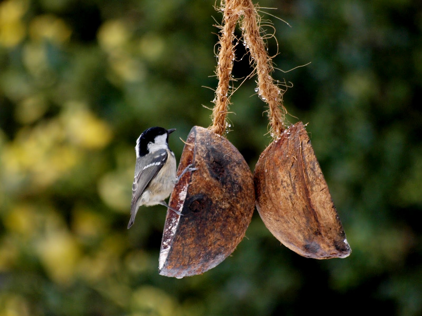 Ragged Robin's Nature Notes: A Few "Rubbishographs" of Garden Birds