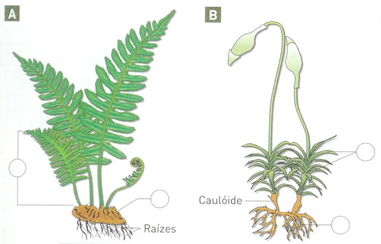 AVALIANDO: Ficha de avaliação sobre a diversidade nas plantas