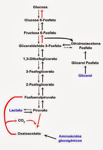 Bioquimica: Rutas Metabolicas ( Glucogenesis-Gluconeogenesis-Glucolisis)