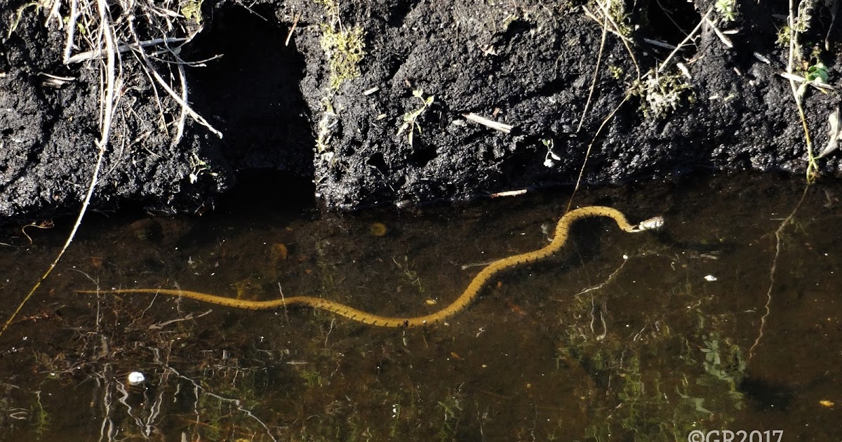 Ham Wall 25/3/17: Grass Snake, Glossy Ibises and Bitterns