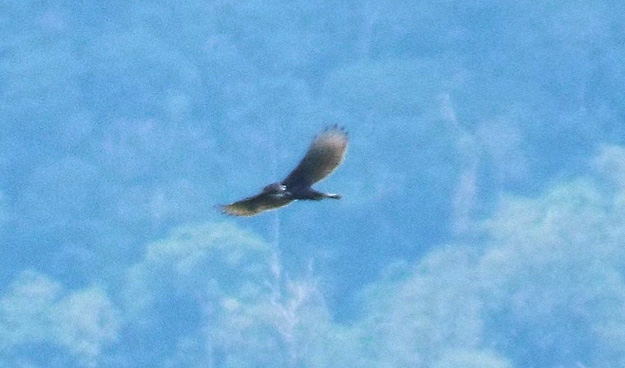 Bird Blog: Blyth's Hawk-eagle (Nisaetus alboniger)