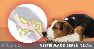 All you need to know about Vestibular Disease in Dogs - Doglopedix