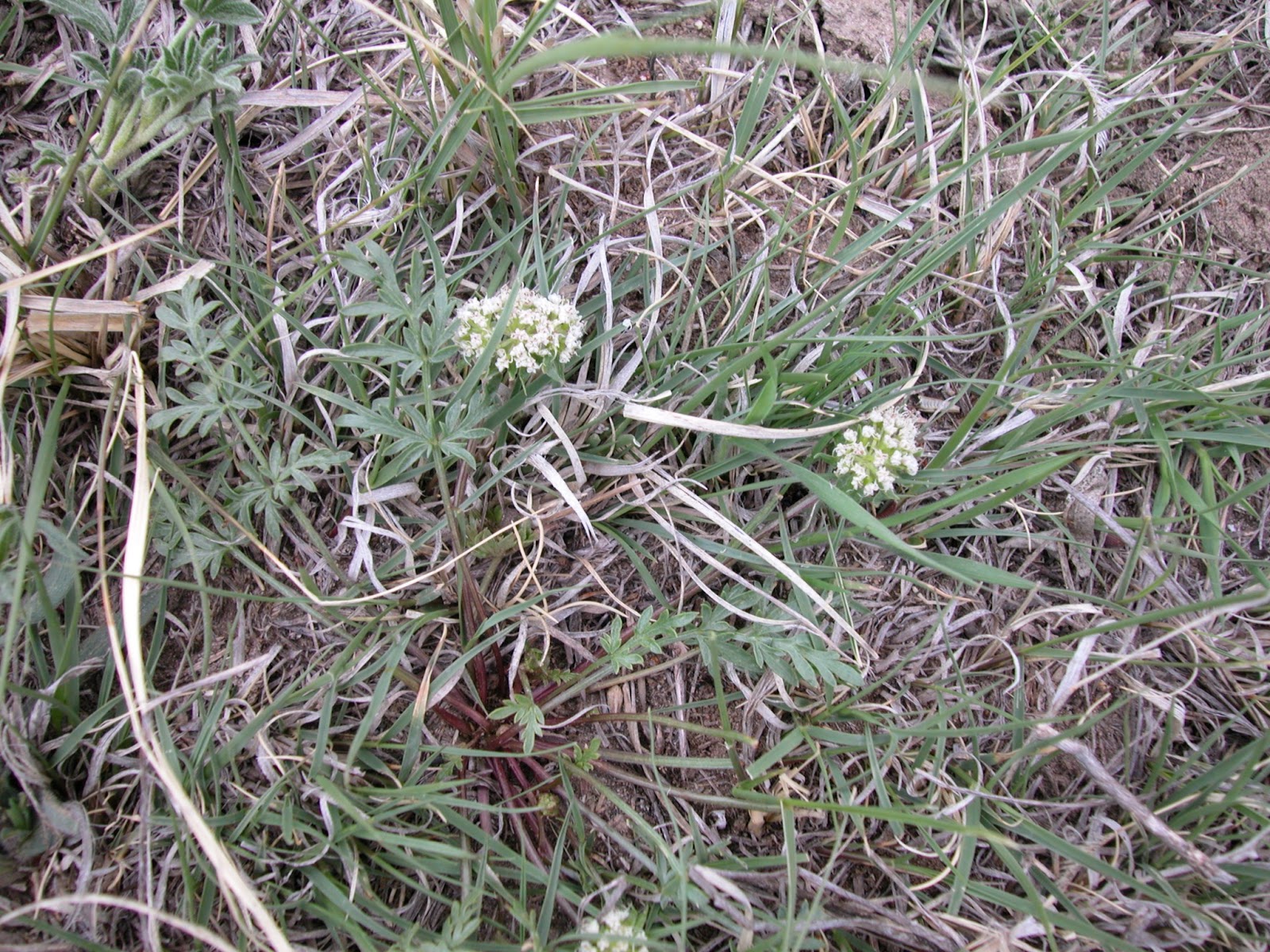 Jefferson County Colorado Wildflowers: April 2013