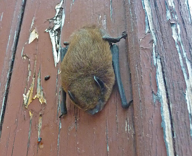 Living the life in Saint-Aignan: Bats, clouds, and grapes