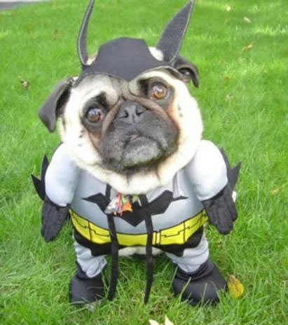 Funny Dogs In Costumes-Dresses Photos | Funny Collection World