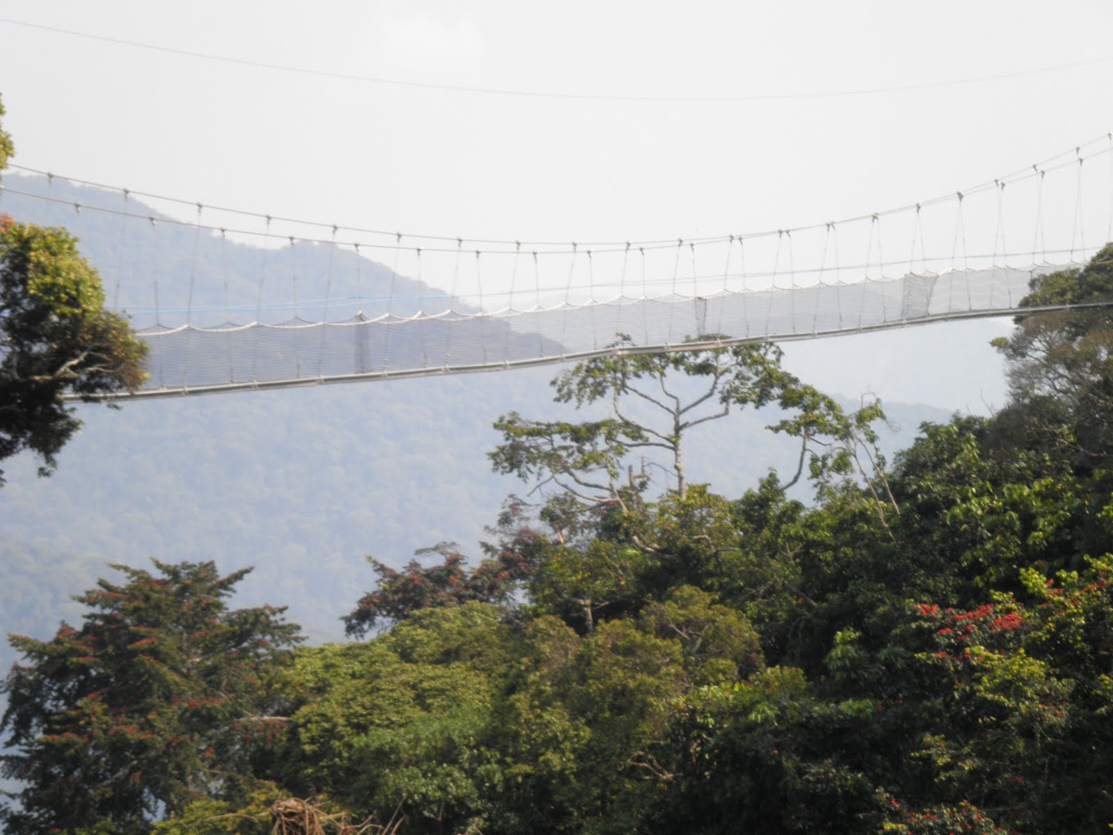 A Blog Called Rwanda: Canopy Walk in the Nyungwe Forest