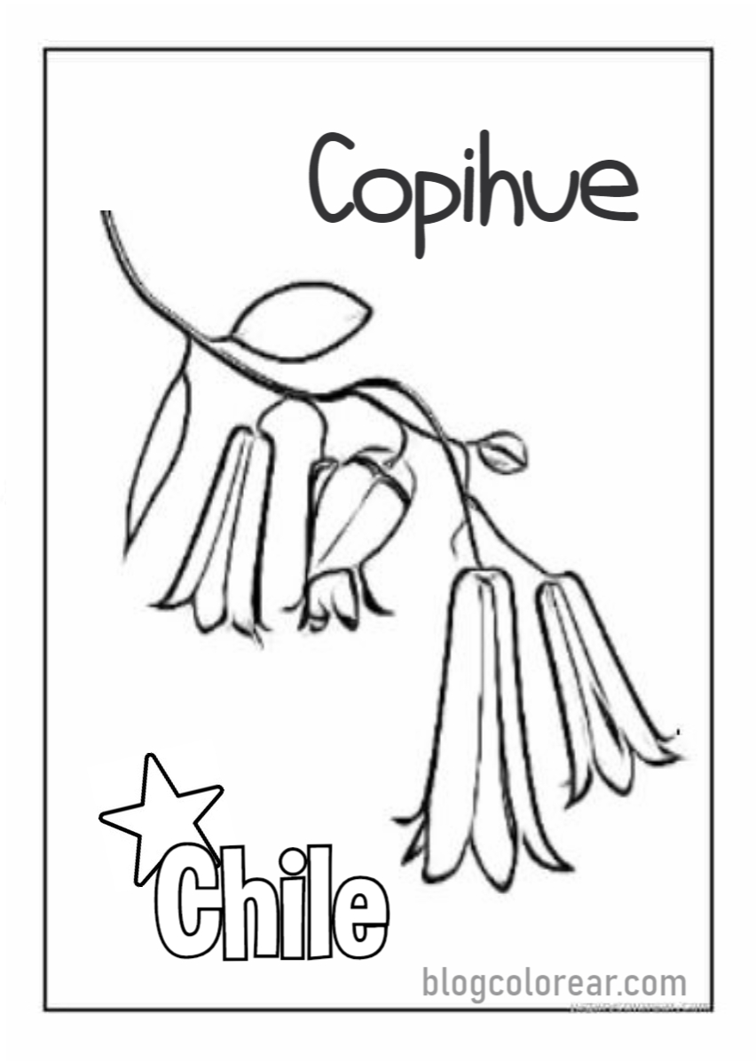 Colorear: dibujo Copihue símbolo patrio de Chile - Colorear dibujos ...