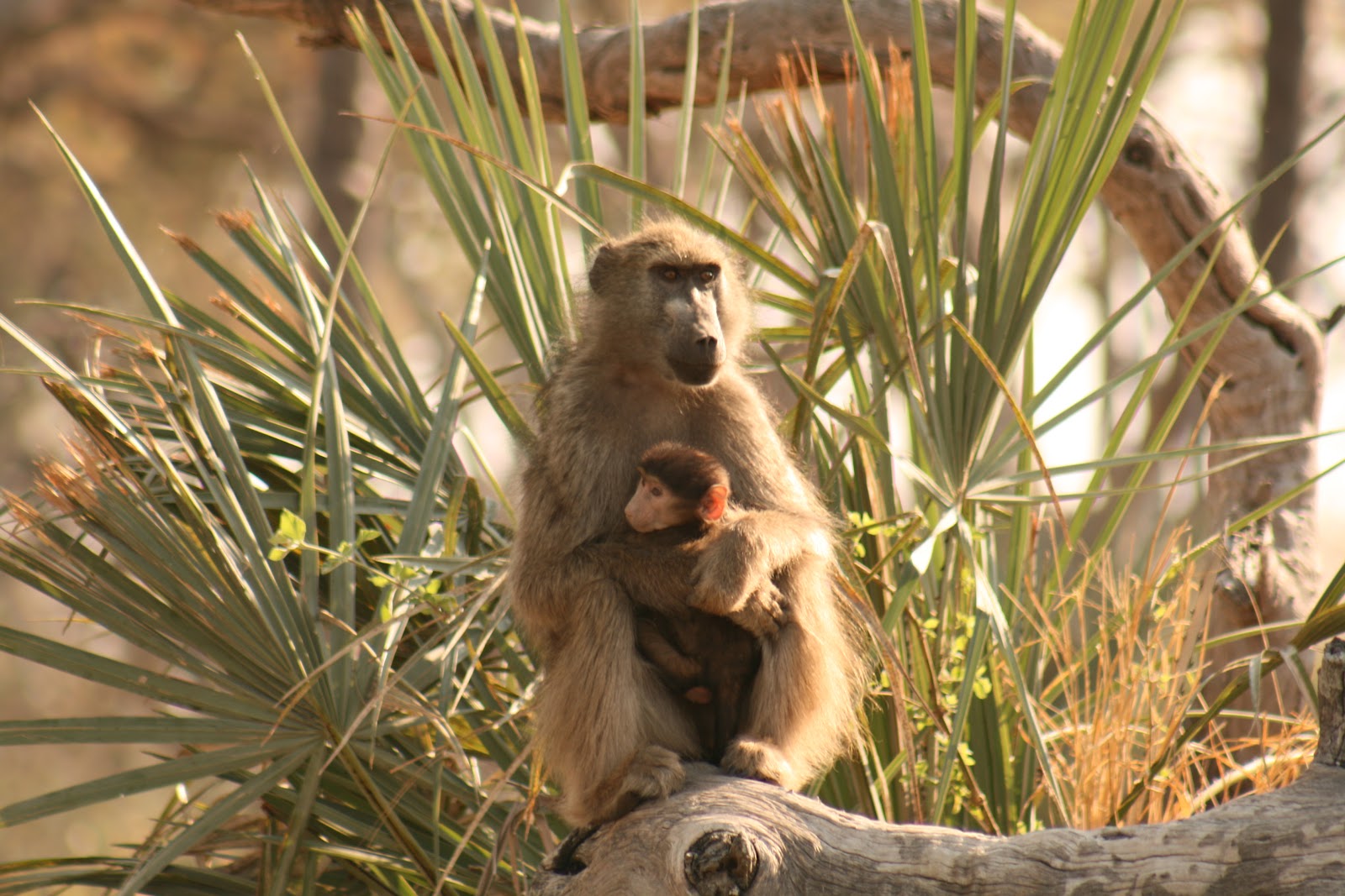 The Baby Baboon | Free National Geographic Pix