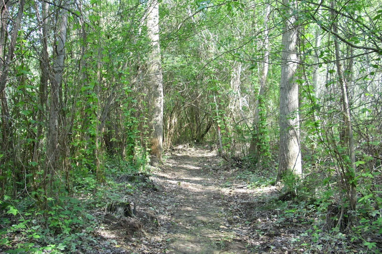 Carrascal del Río: RUTAS NATURALES