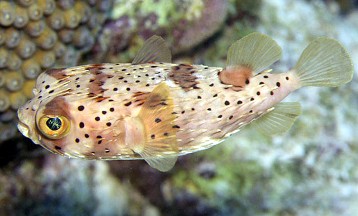 Big puffer fish - serverreka