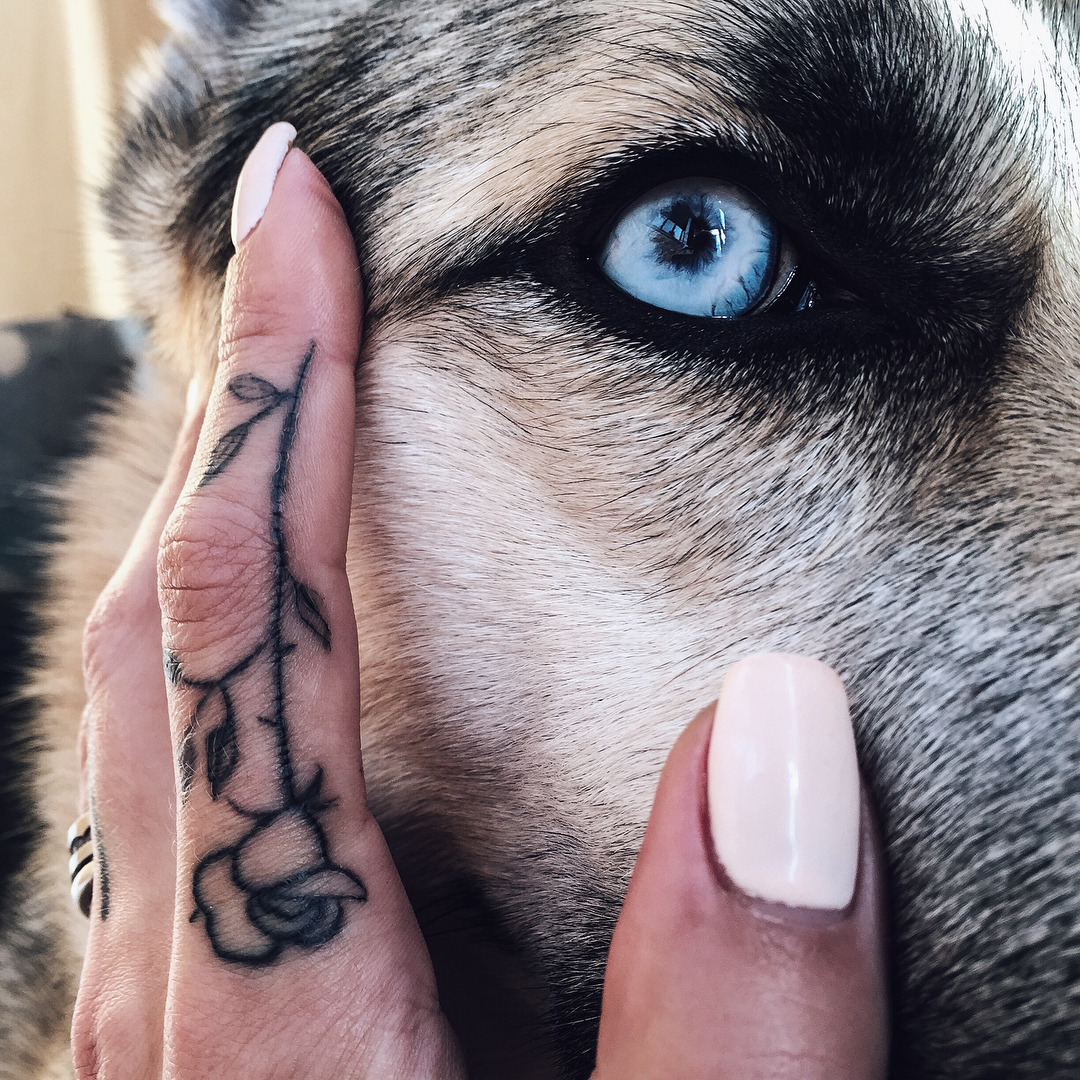 daily timewaster: The Predator's Stare