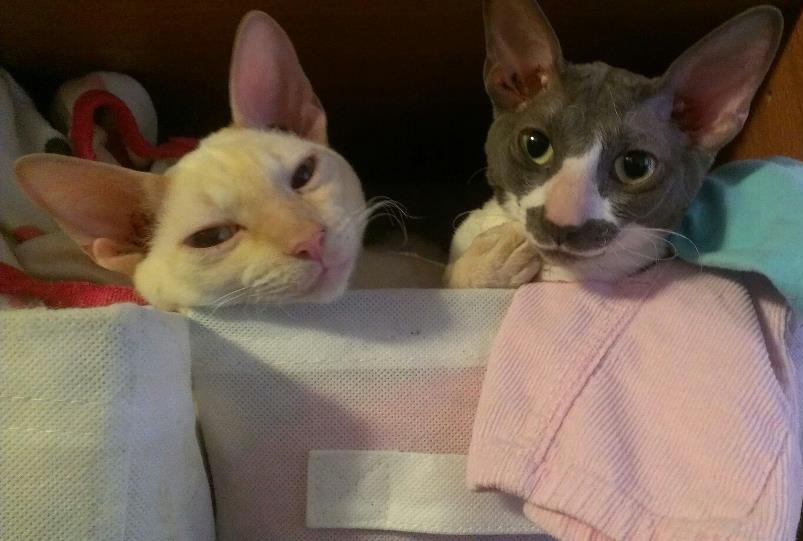 Exuberance In Living: The Alien Cat (aka Cornish Rex)