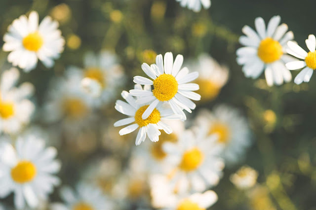 Amazing Facts: Daisy