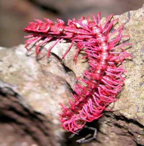 You Want To Know?: Dragon Millipede