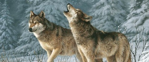 THE CALL OF THE WILD: Character Sketch of Buck