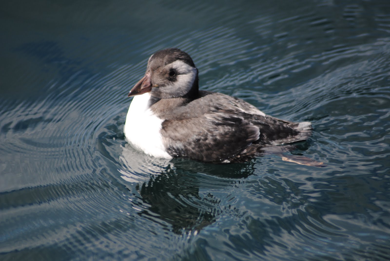 SERENITY: Baby Puffin