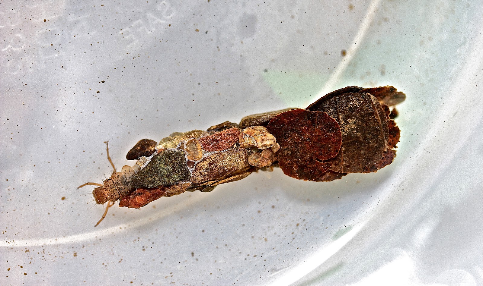 Aquatic Insects of Central Virginia: Pycnopsyche gentilis and ...