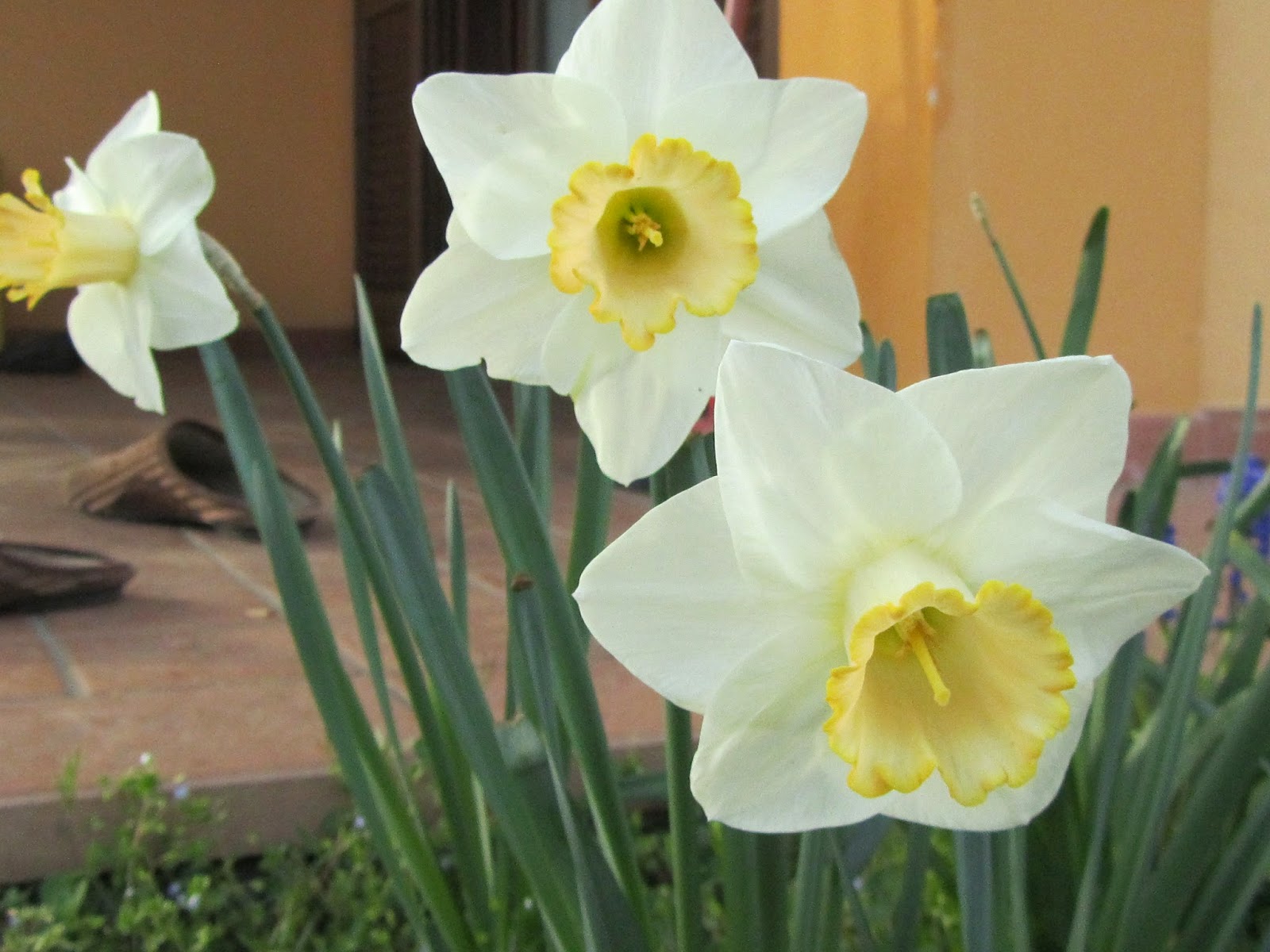 Narcissus (Narcisi) e il Risveglio della Primavera, Come Piantarli ...