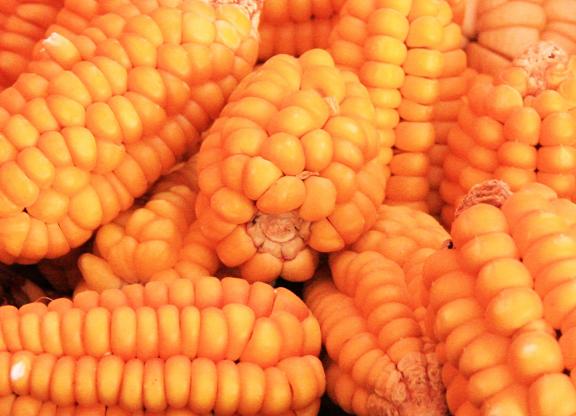 Viajando: O milho colorido do Peru