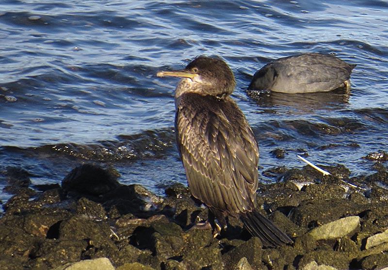 Bob the Birder: Rare visitor to Draycote Water.
