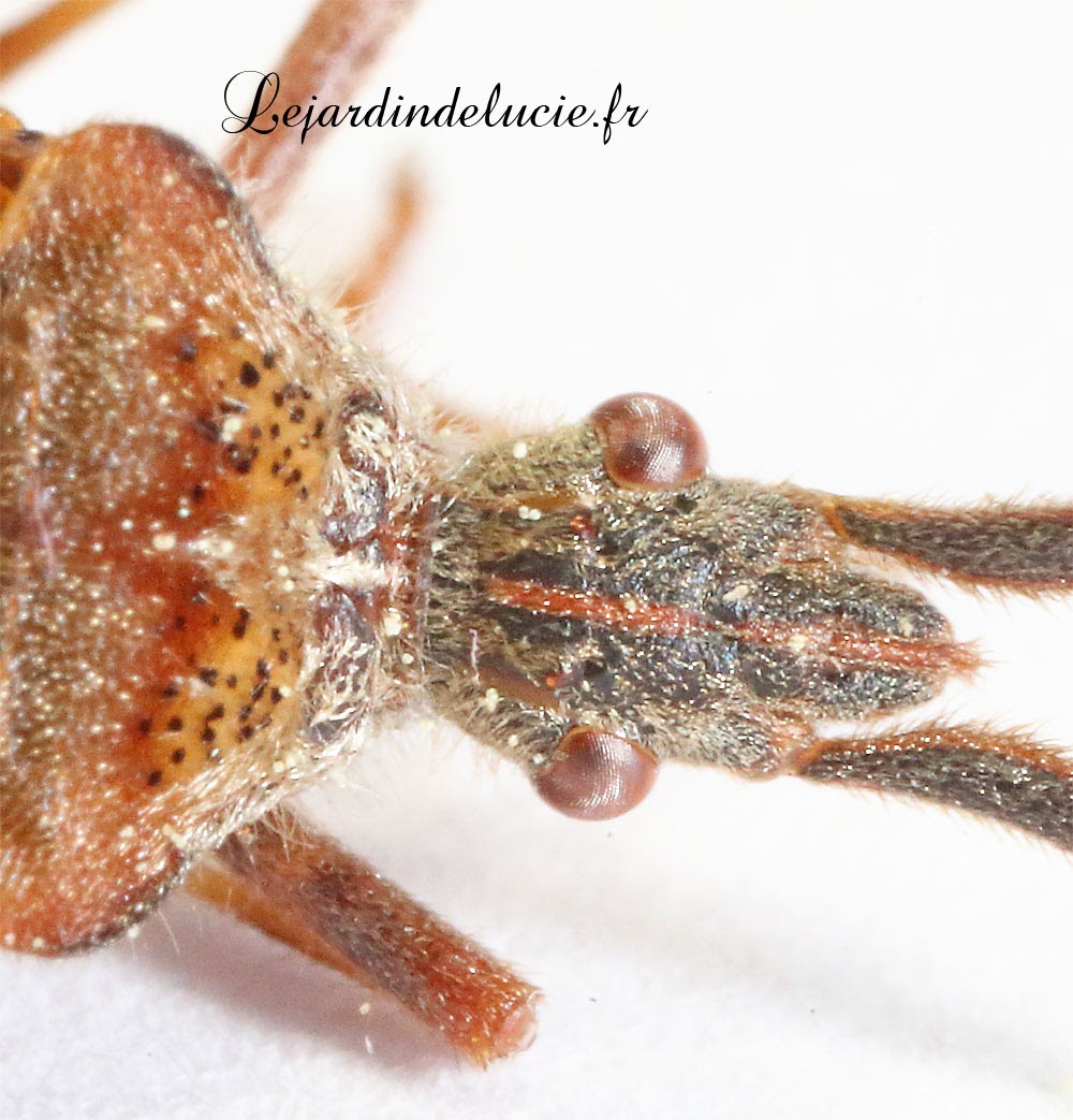 Leptoglossus occidentalis, la punaise américaine du pin.