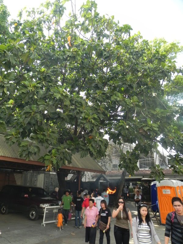 OUR PHILIPPINE TREES: The Antipolo Tipolos