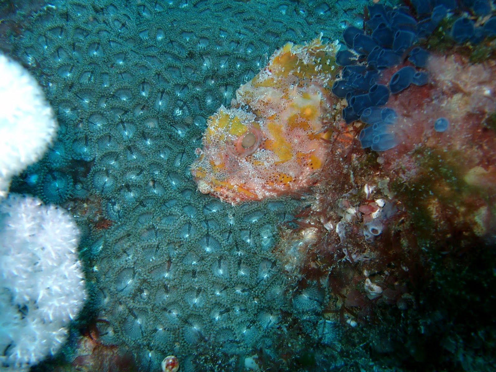 BillsDiving: Scorpion Cod on Key Biscayne Wreck at Lancelin WA