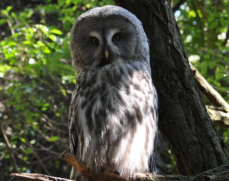 ZOOTOGRAFIANDO (6.100 ANIMALS): CÁRABO LAPÓN / GREAT GREY OWL (Strix ...