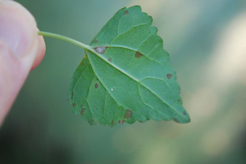 Space Coast Wildflowers: Tosohatchee WMA, November 17, 2011