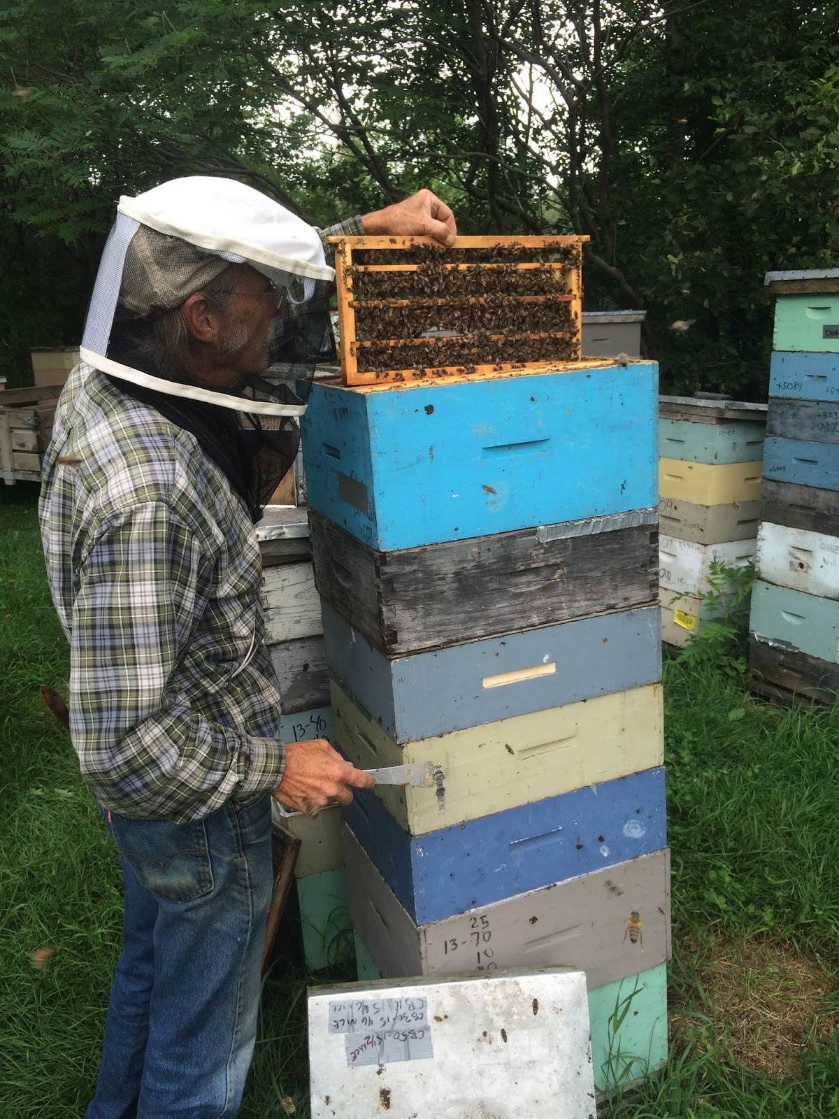 Bees in Brittany: Michael Palmers Apiaries My visit in Pictures and Video.