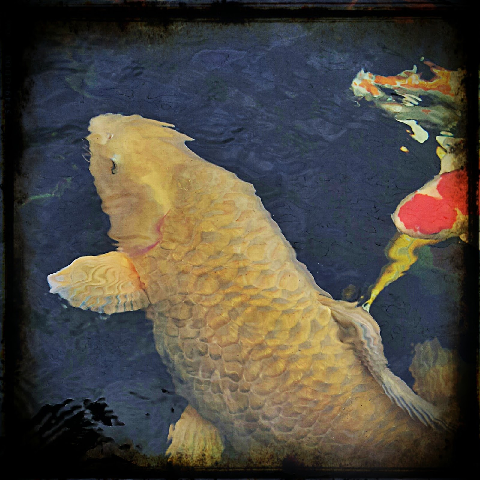 Pushy Galore: Japanese Koi Company
