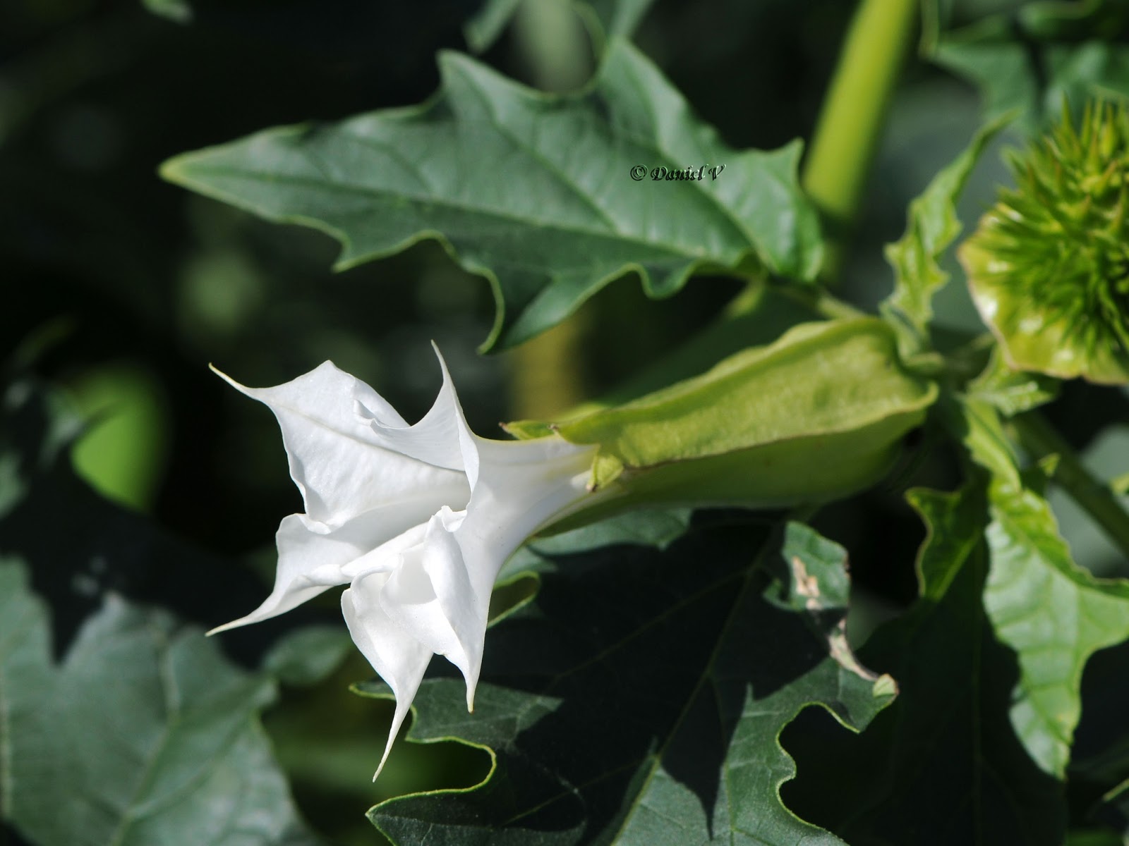 Macrophoto plaisir passion: Datura inoxia