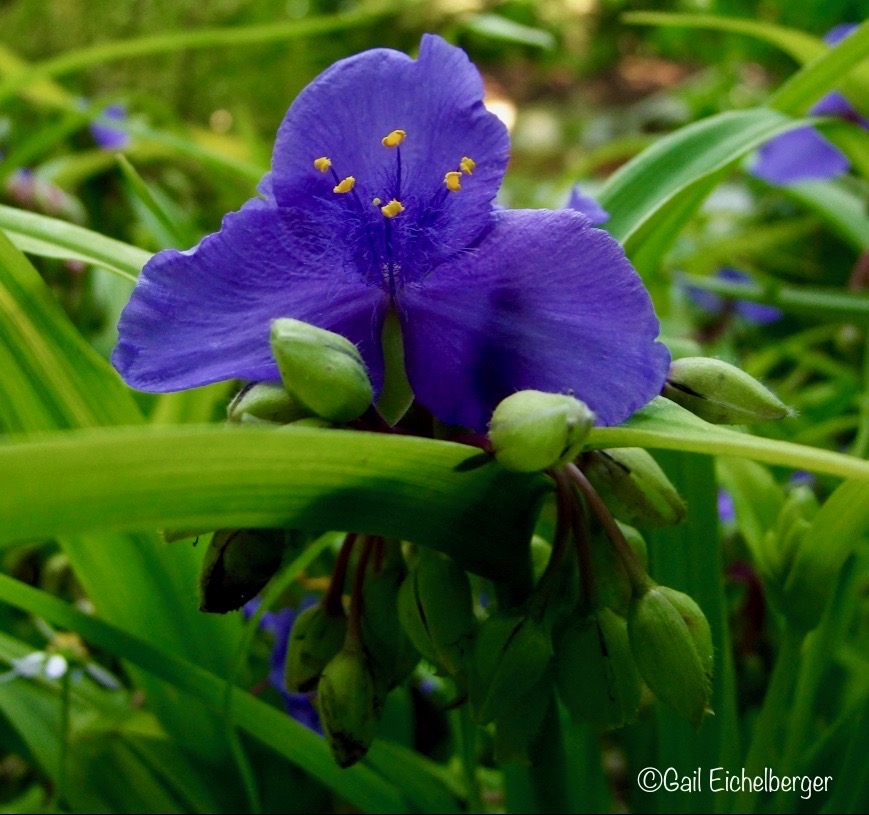Clay And Limestone Wildflower Wednesday Spiderwort