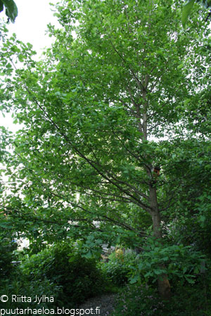 Puutarhaeloa: Tiedätkö tunteen?