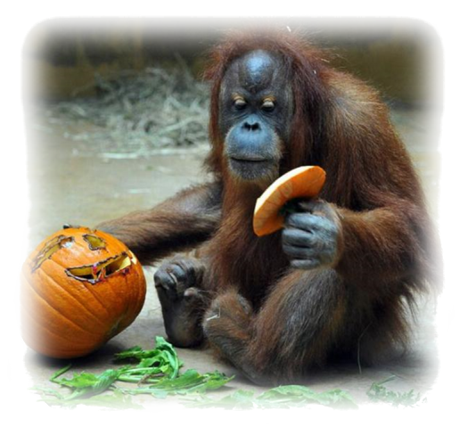 Fábulas Lendas e Histórias: MACACO VELHO NÃO PÕE A MÃO EM CUMBUCA