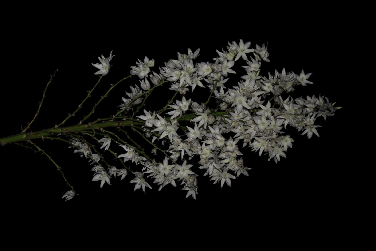 Kat Tracks: So Tall Sotol