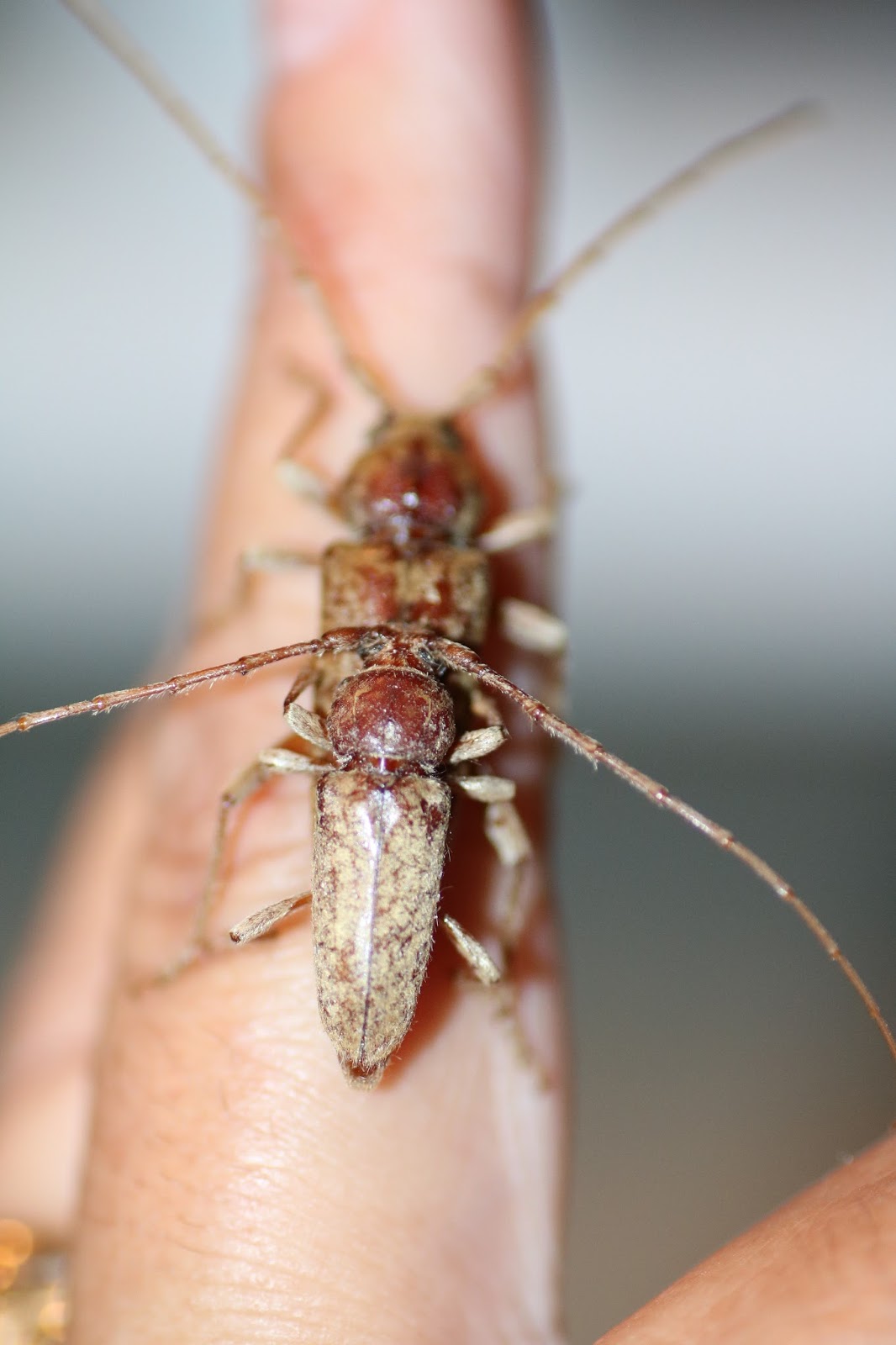 MObugs: Red Oak Borer