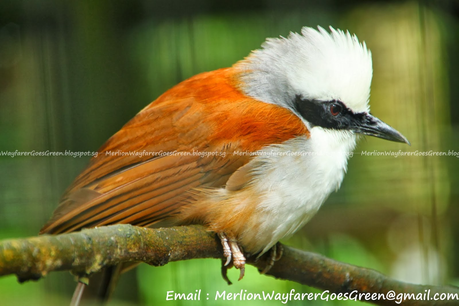 Jurong Bird Park - Southeast Asian Birds Aviary ~ Merlion Wayfarer Goes ...
