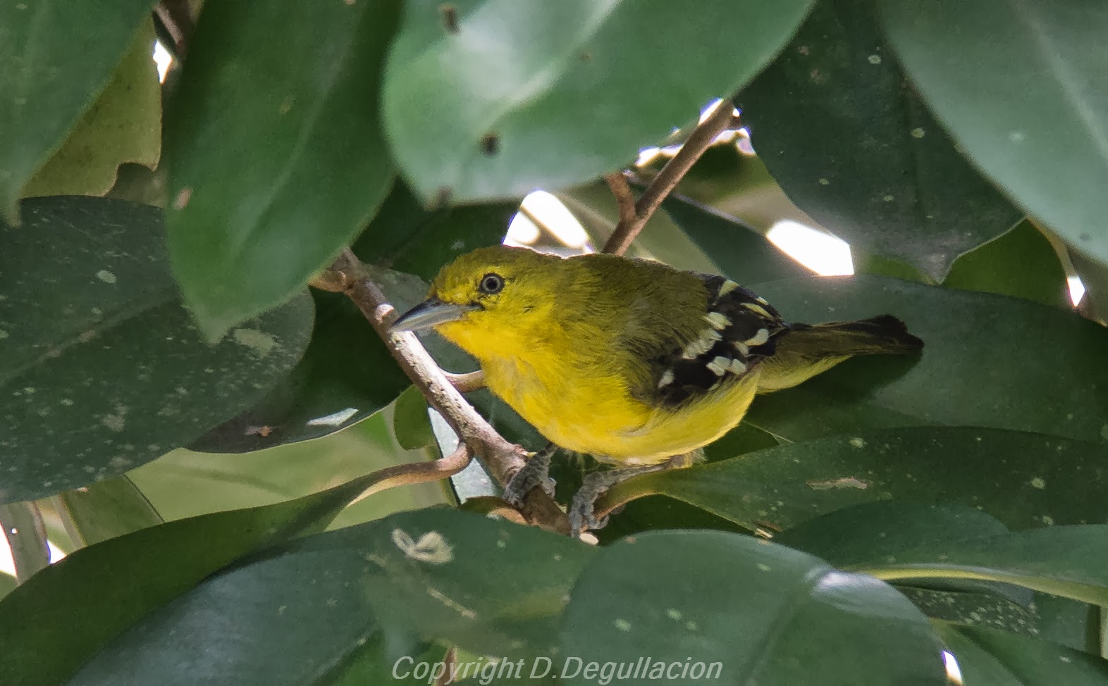 Denis Degullacion | Birding | Digiscoping | Photography |: Common Iora ...
