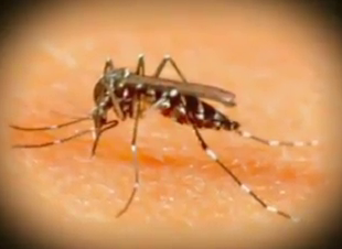 Structure of dengue virus | Educational Wealth