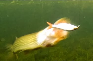 Pike Attack