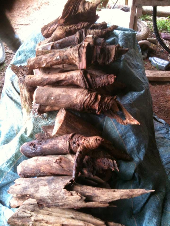 Raja Kayu Malaysia 马来西亚血龙木王: rajakayu 树角头 （Tanjong kepala raja kayu)