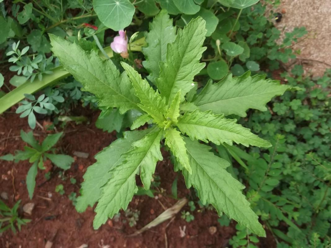TRUDES PHOTONEWS: A erva-de-santa-maria (Chenopodium ambrosioides L.)