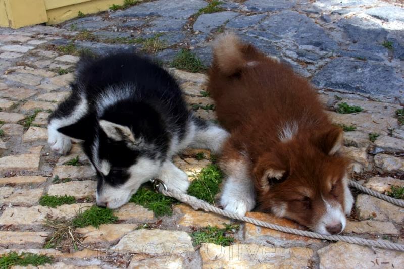 PERROS DE RAZA: PERRO ESQUIMAL CANADIENSE