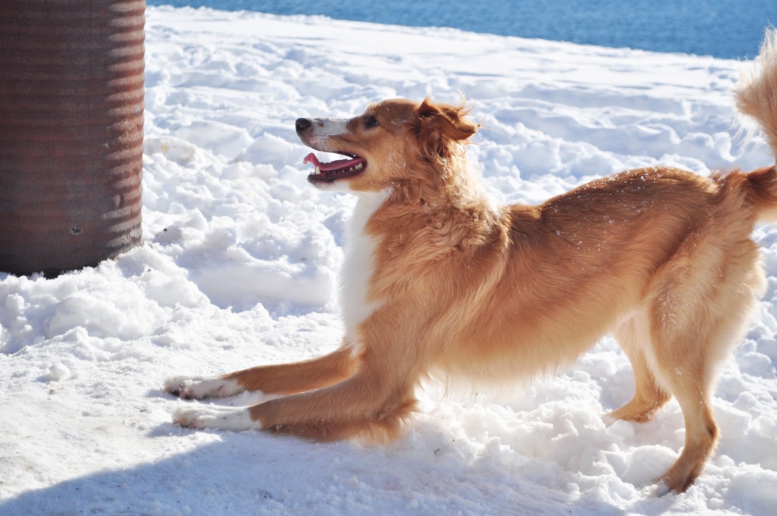 Little Sloth: Doggies romping in the snow