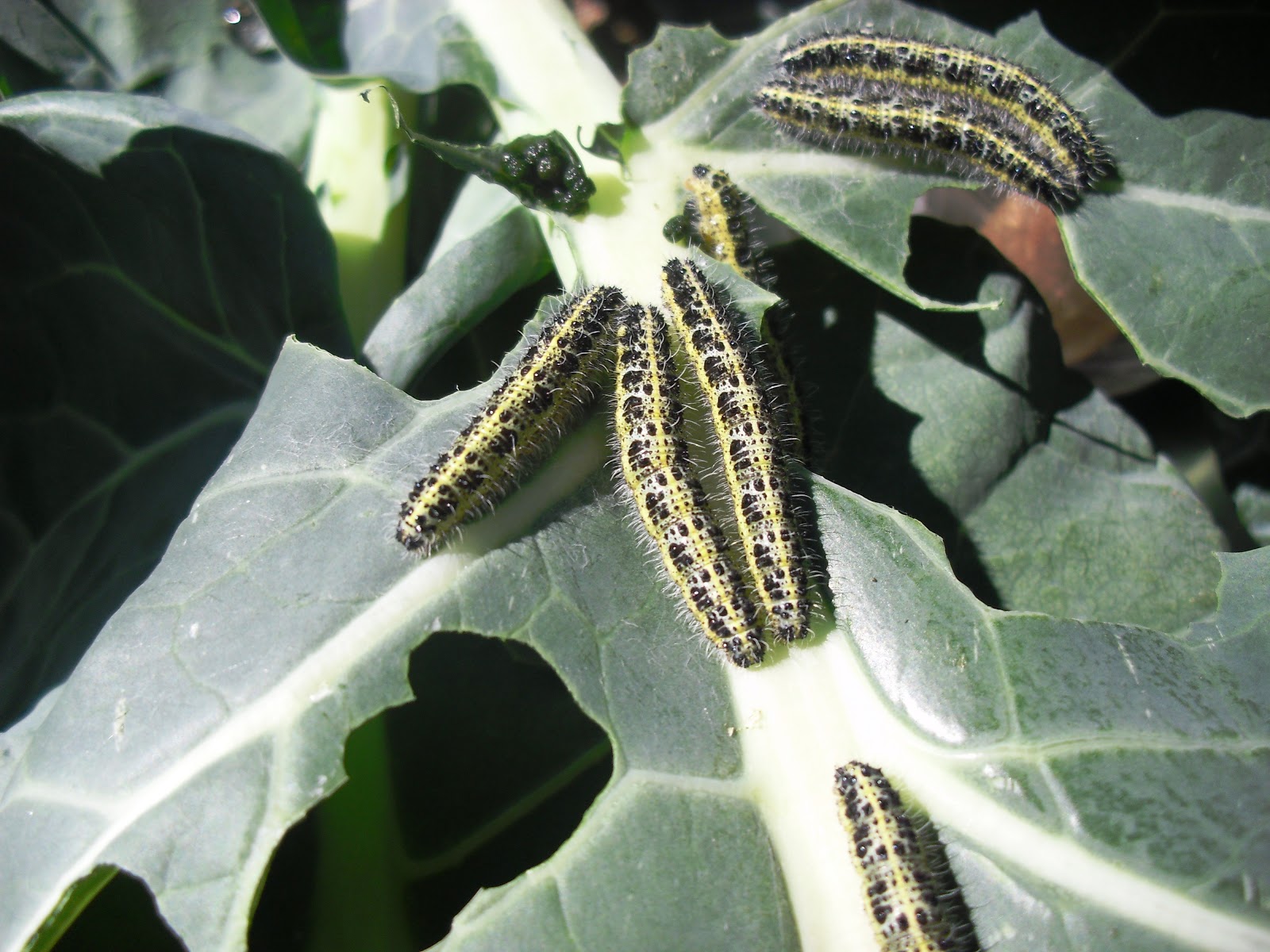 El huerto del Lopez: EL GUSANO DE LA COL