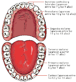XTO 3D: El DIENTE: CLASES, TIPOS Y FUNCION
