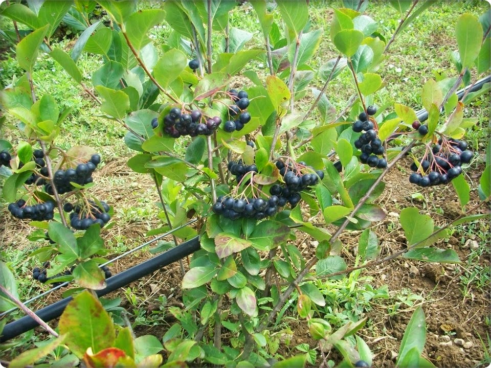 Praktično voćarstvo: Aronija - uzgoj i osobine Aronije