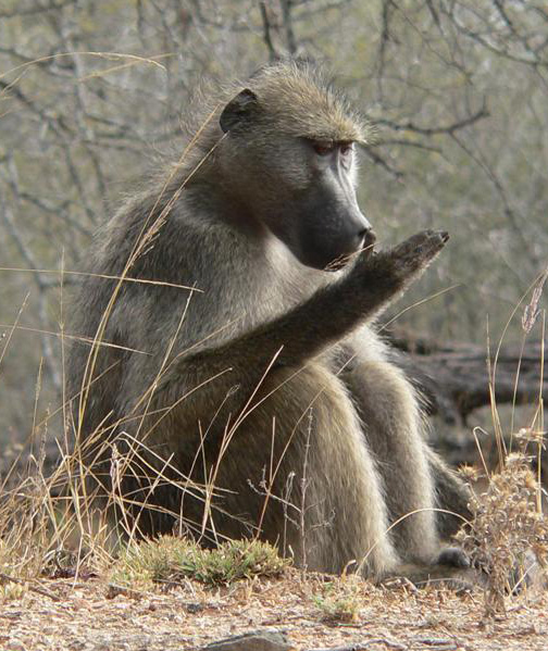 Veggie Revolution: Alpha-males highly stressed, reports new primate ...