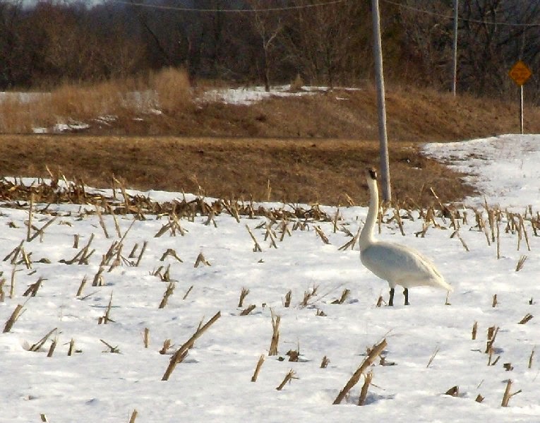 River Road Ramblings: St Croix River Open Near Nevers Dam